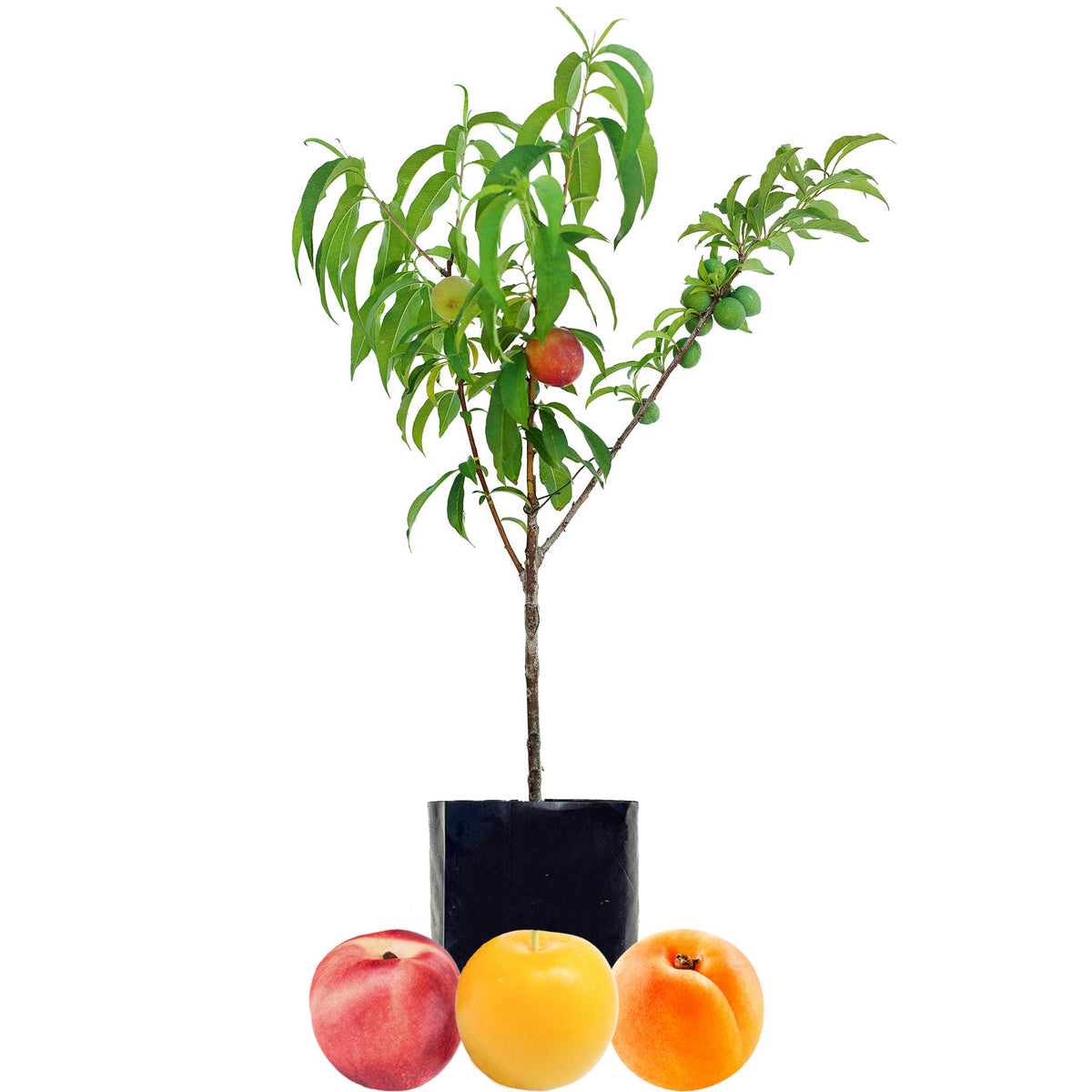 Stone Fruit Salad Trees | Australia wide delivery | Peach, Plum ...