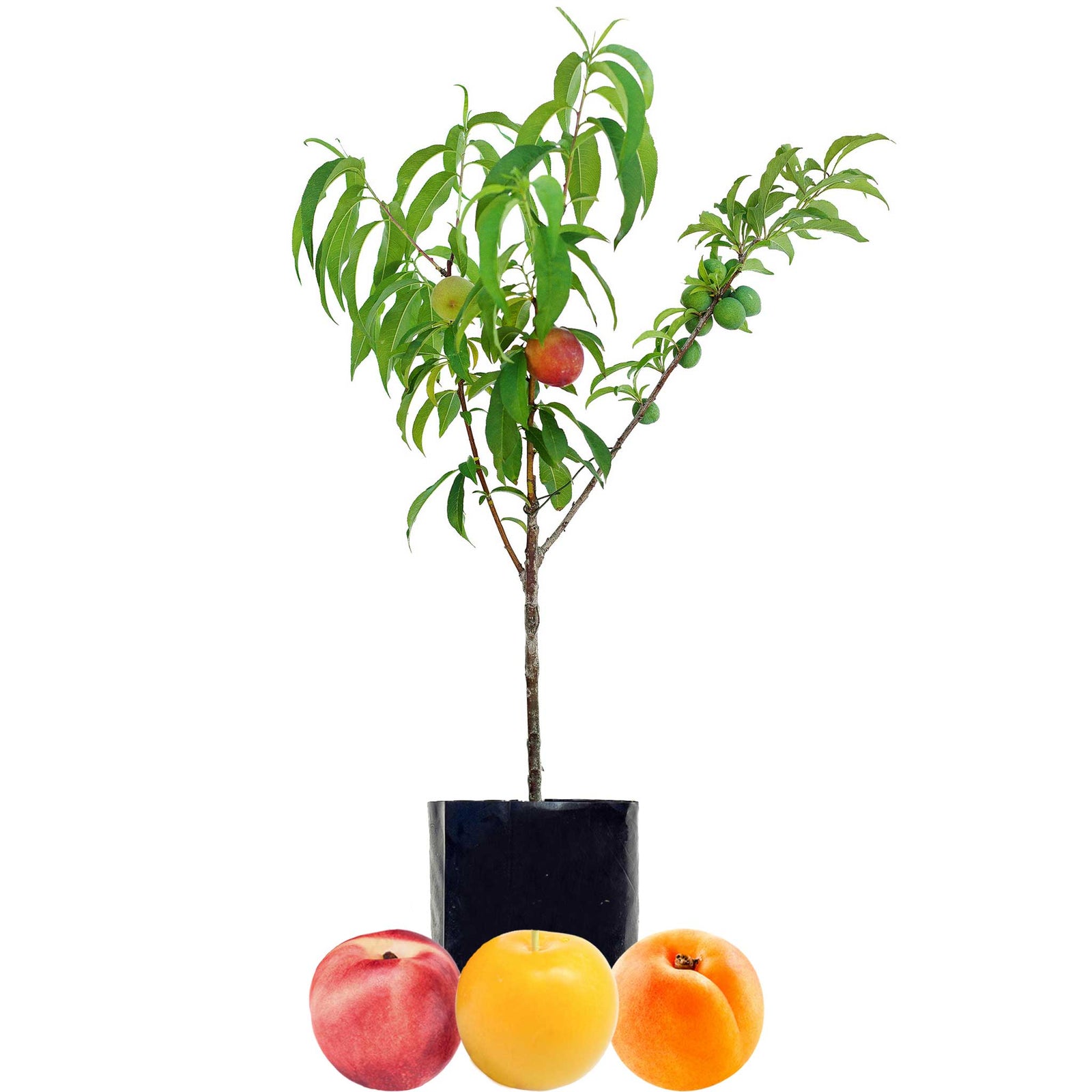Stone Fruit Salad Trees | Australia wide delivery | Peach, Plum ...