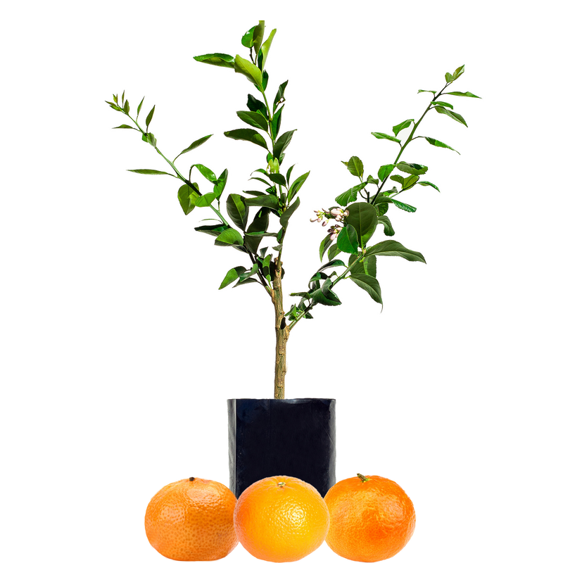 Citrus Fruit Salad Trees Tagged "3-graft-citrus"