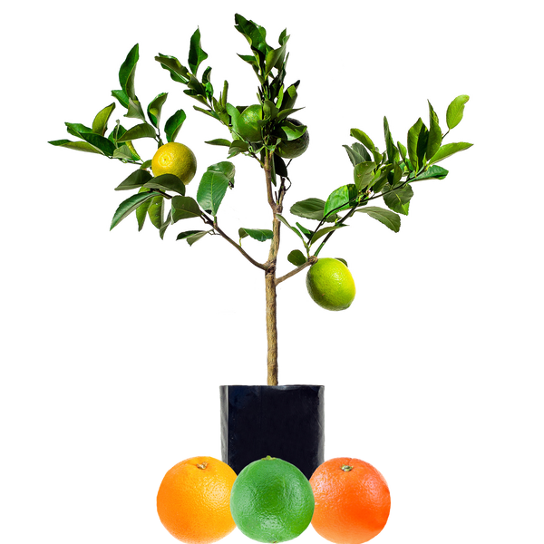 Sale - Fruit Salad Trees