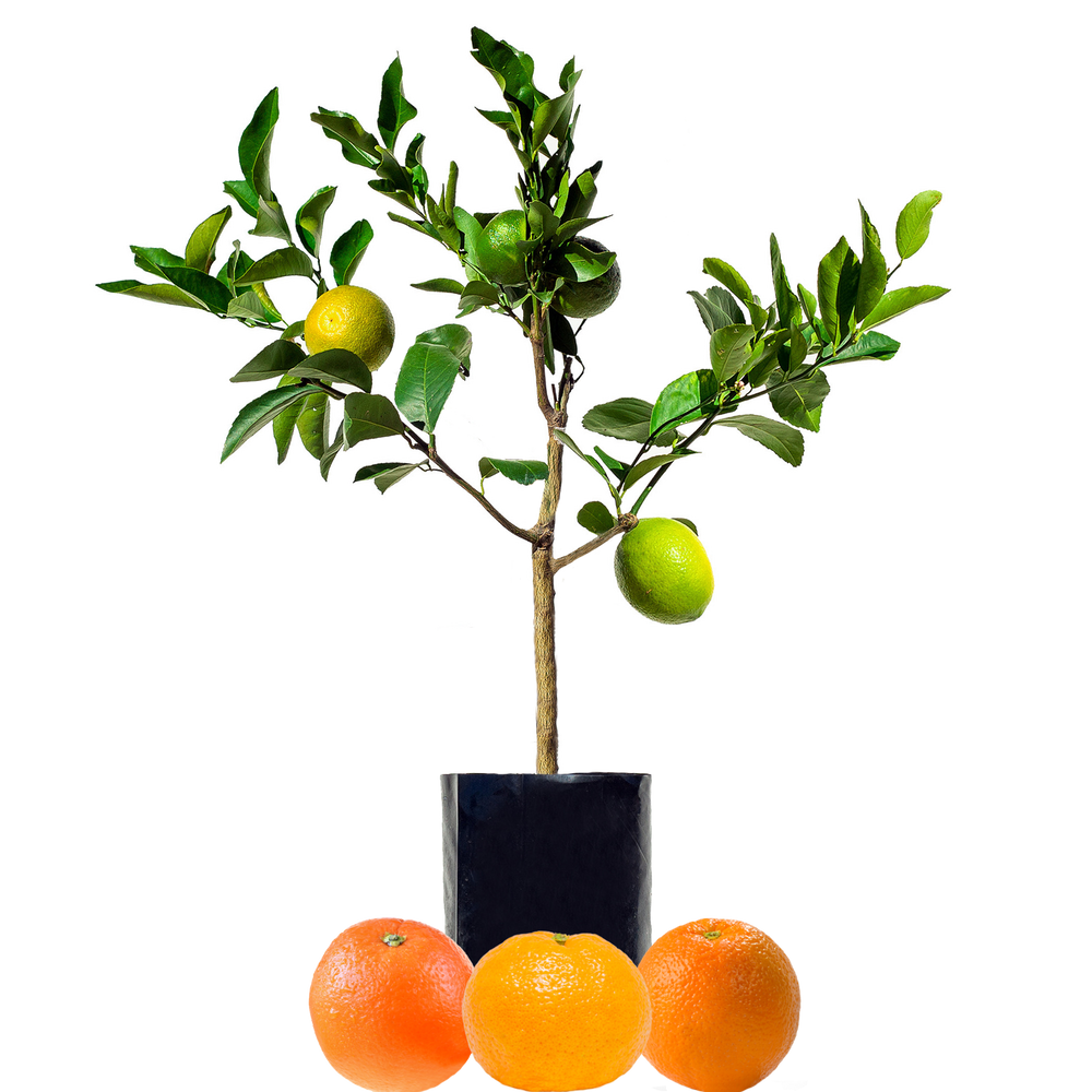 Citrus Fruit Salad Trees