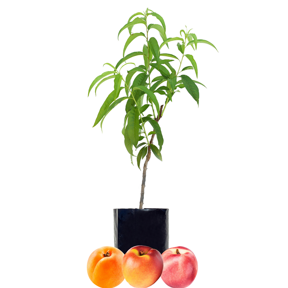 Stone Fruit Salad Trees | Australia wide delivery | Peach, Plum ...