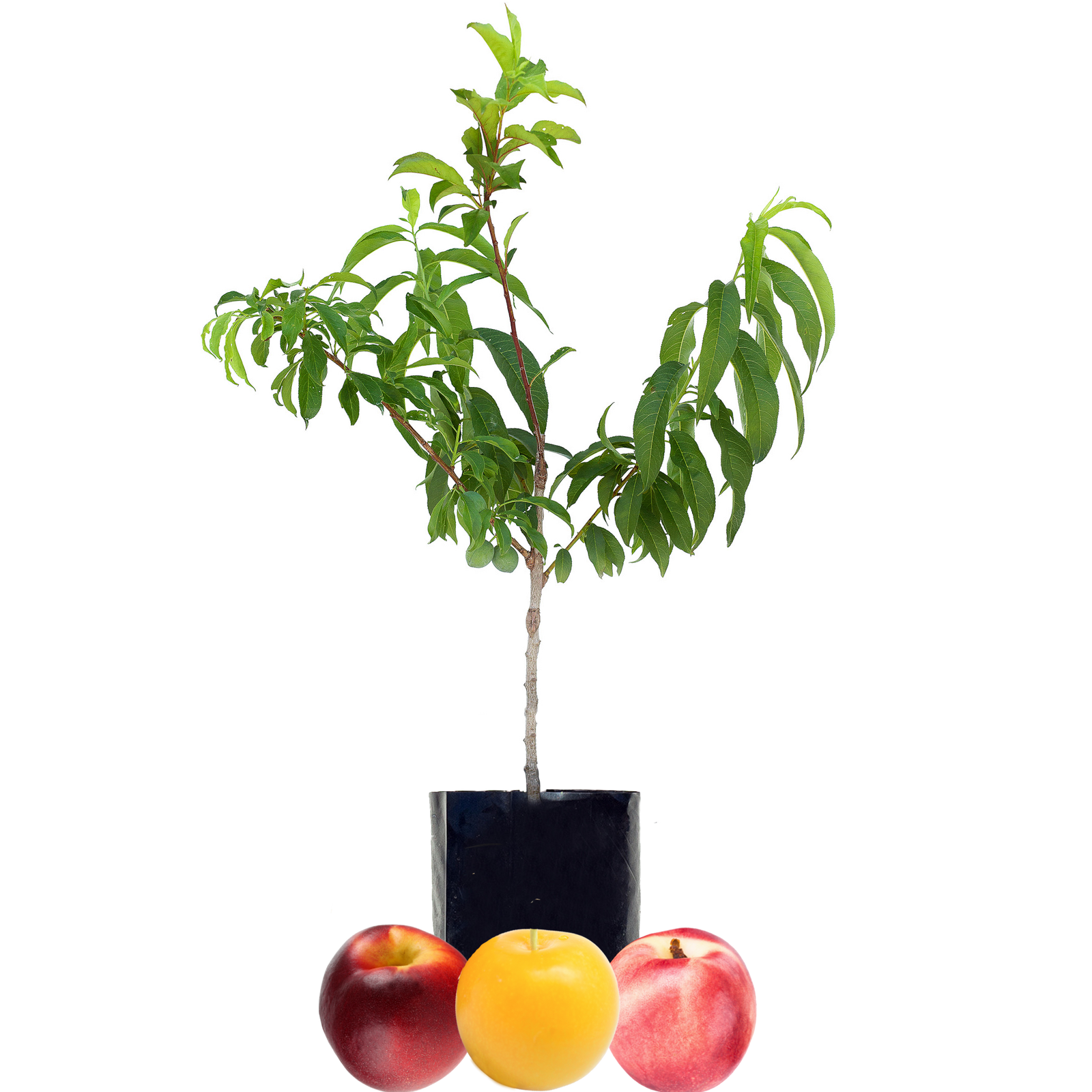 Stone Fruit Salad Trees | Australia wide delivery | Peach, Plum ...
