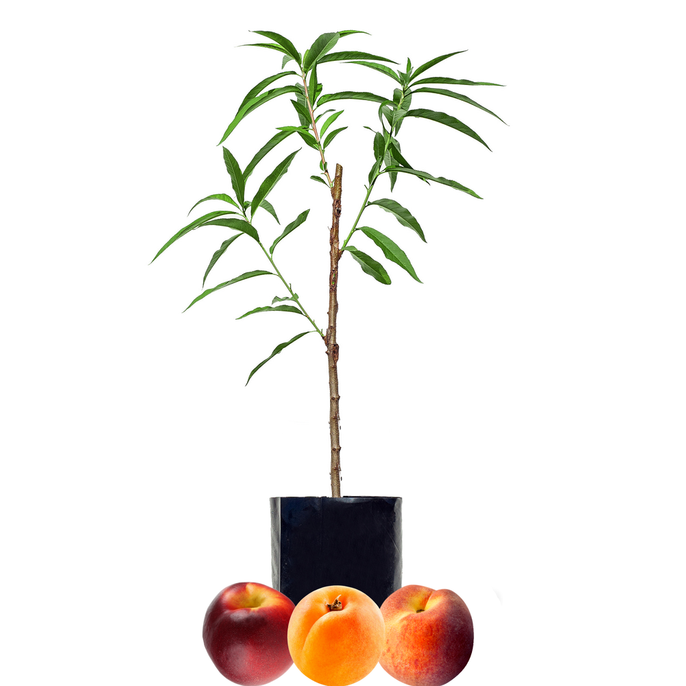 Stone Fruit Salad Trees | Australia wide delivery | Peach, Plum ...