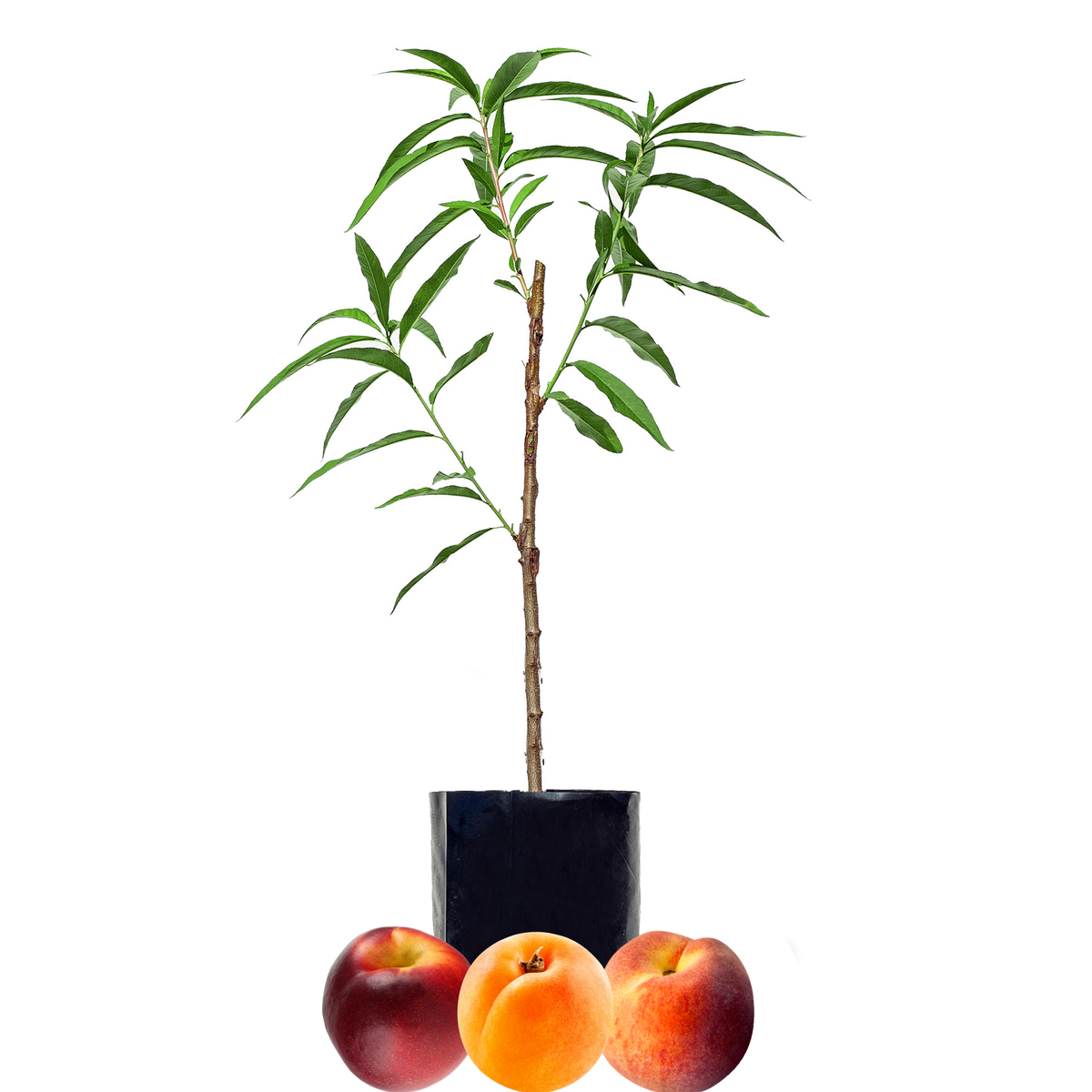 Stone Fruit Salad Trees | Australia wide delivery | Peach, Plum ...