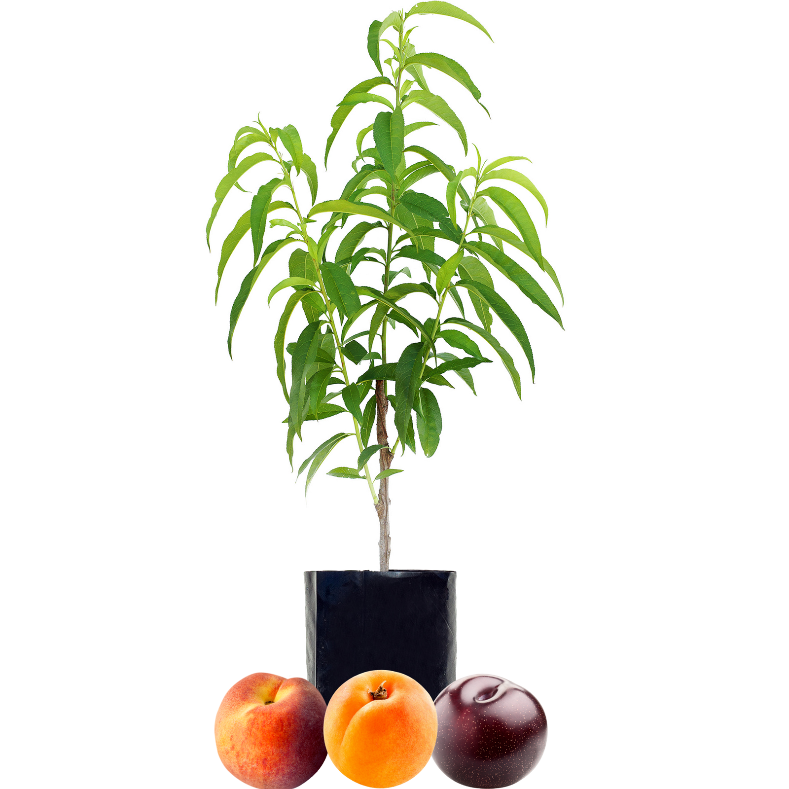 Stone Fruit Salad Trees | Australia wide delivery | Peach, Plum ...
