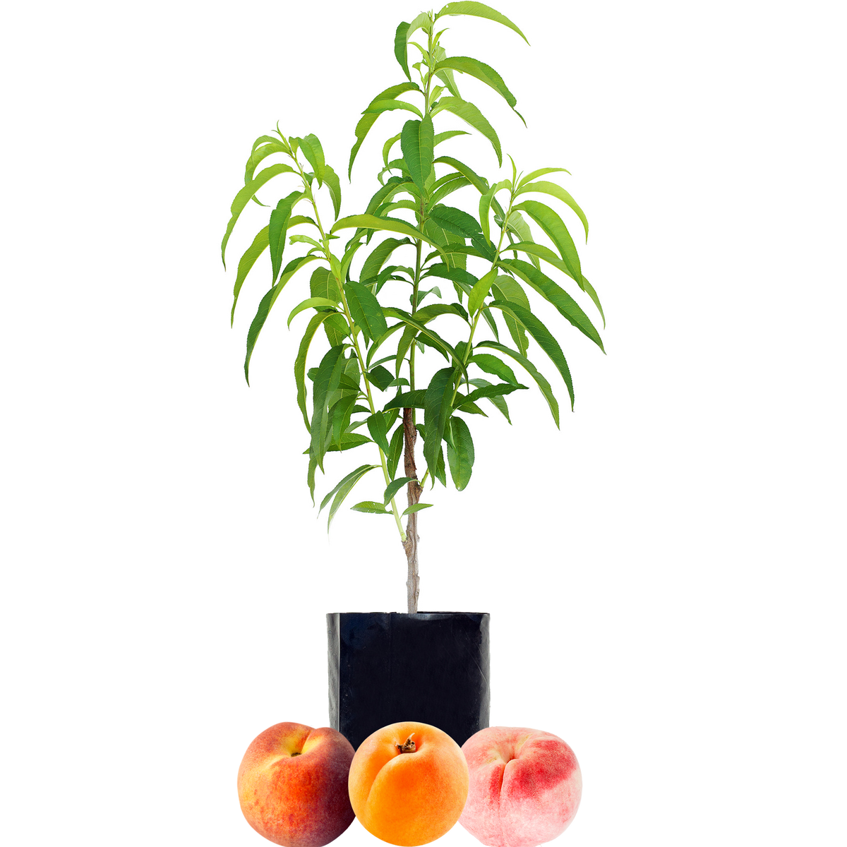 Stone Fruit Salad Trees | Australia wide delivery | Peach, Plum ...