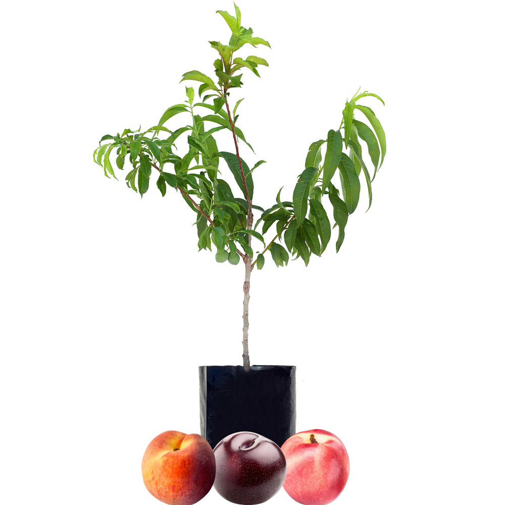 Stone Fruit Salad Trees | Australia wide delivery | Peach, Plum ...