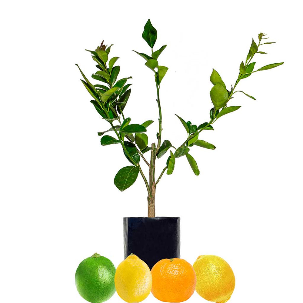 Citrus Fruit Salad Trees
