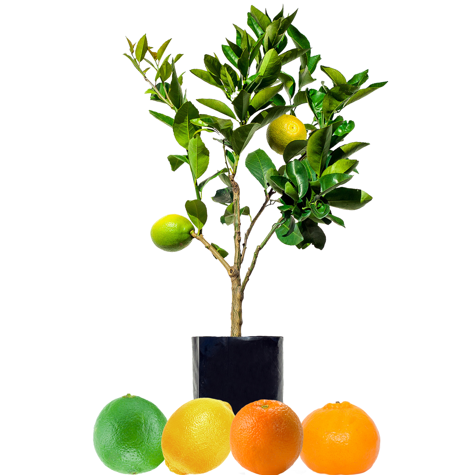 Citrus Fruit Salad Trees