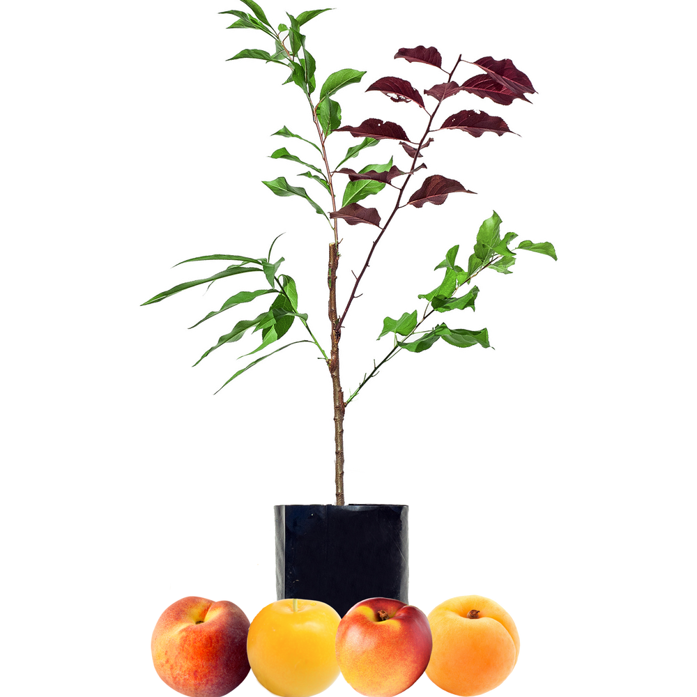 Stone Fruit Salad Trees | Australia wide delivery | Peach, Plum ...