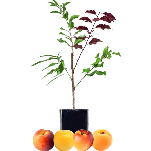 All Trees - Fruit Salad Trees