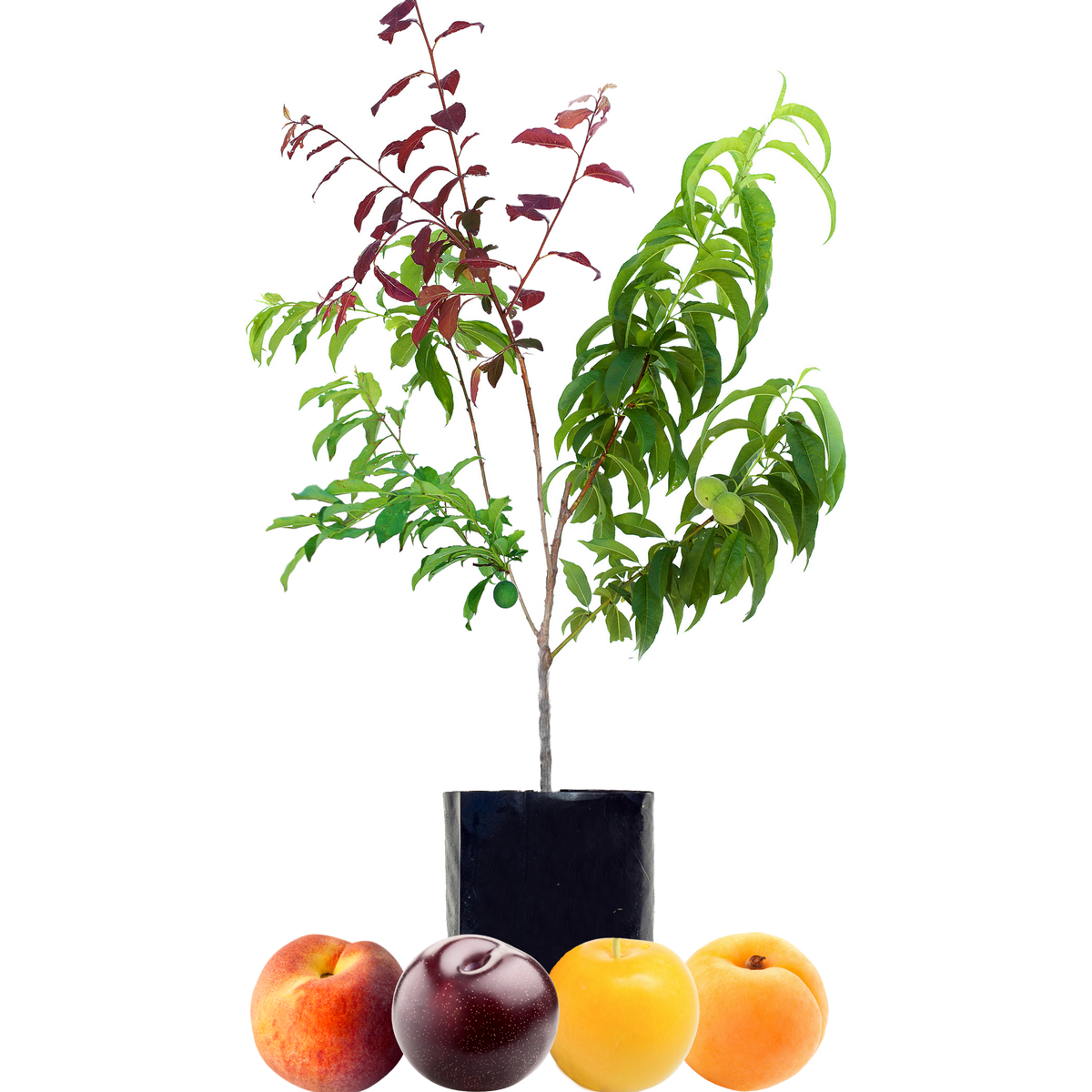 Stone Fruit Salad Trees | Australia wide delivery | Peach, Plum ...