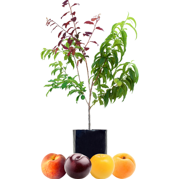 Stone Fruit Salad Trees | Australia wide delivery | Peach, Plum ...