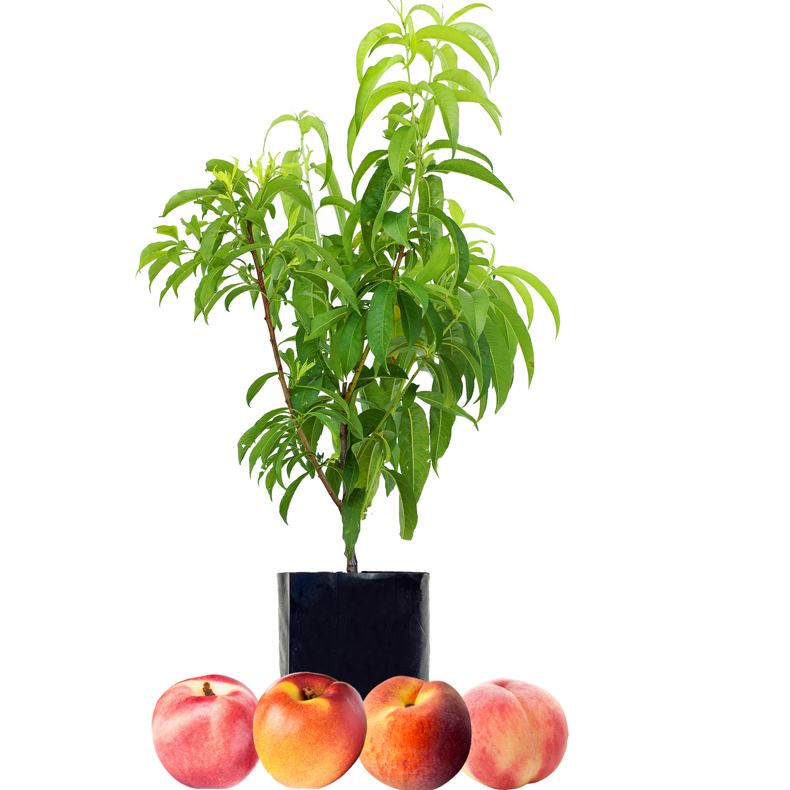 Stone Fruit Salad Trees | Australia wide delivery | Peach, Plum ...