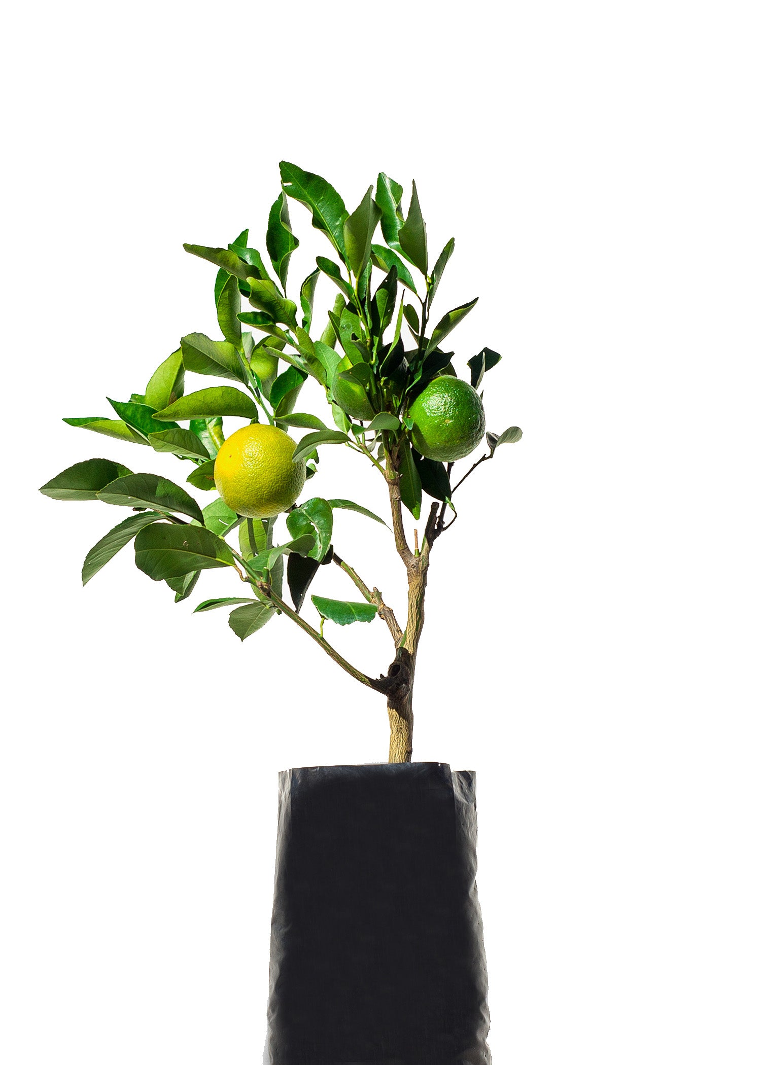 All 4 Fruit Trees - Fruit Salad Trees