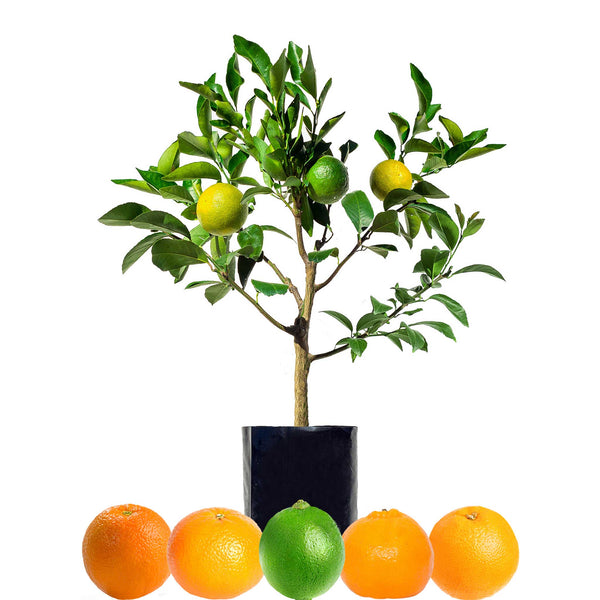 Citrus Fruit Salad Trees Tagged "orange"
