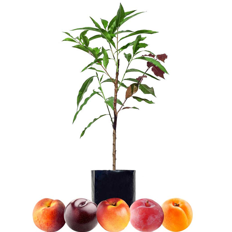 Stone Fruit Salad Trees | Australia wide delivery | Peach, Plum ...