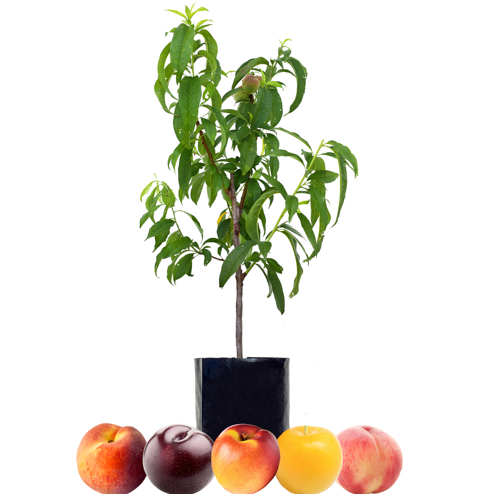 Stone Fruit Salad Trees | Australia wide delivery | Peach, Plum ...