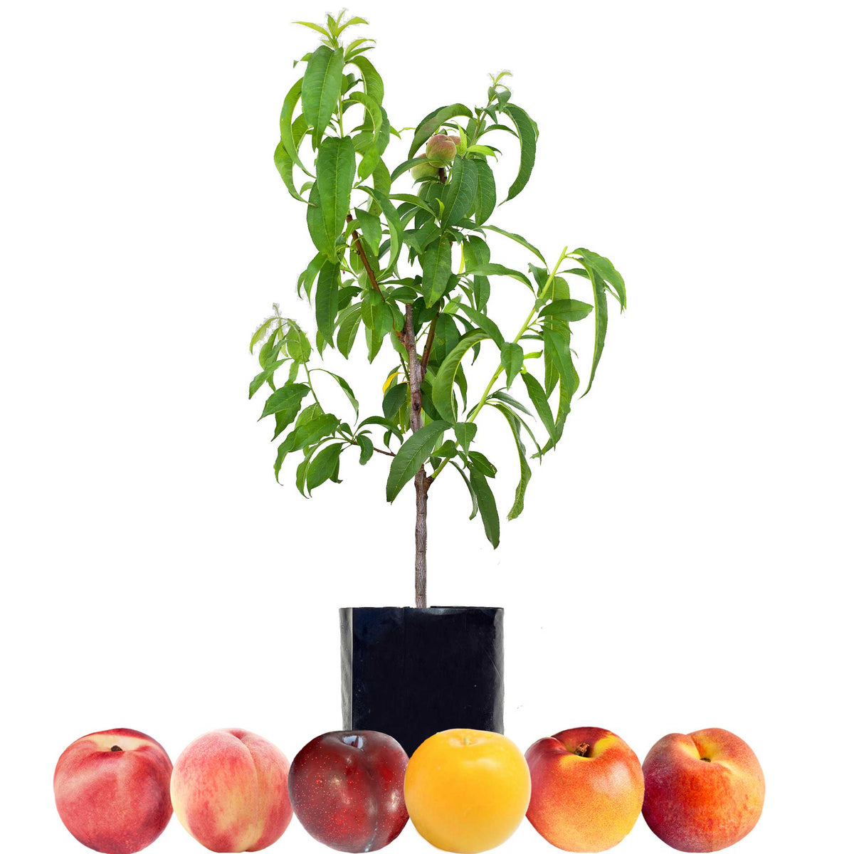Stone Fruit Salad Trees | Australia wide delivery | Peach, Plum ...