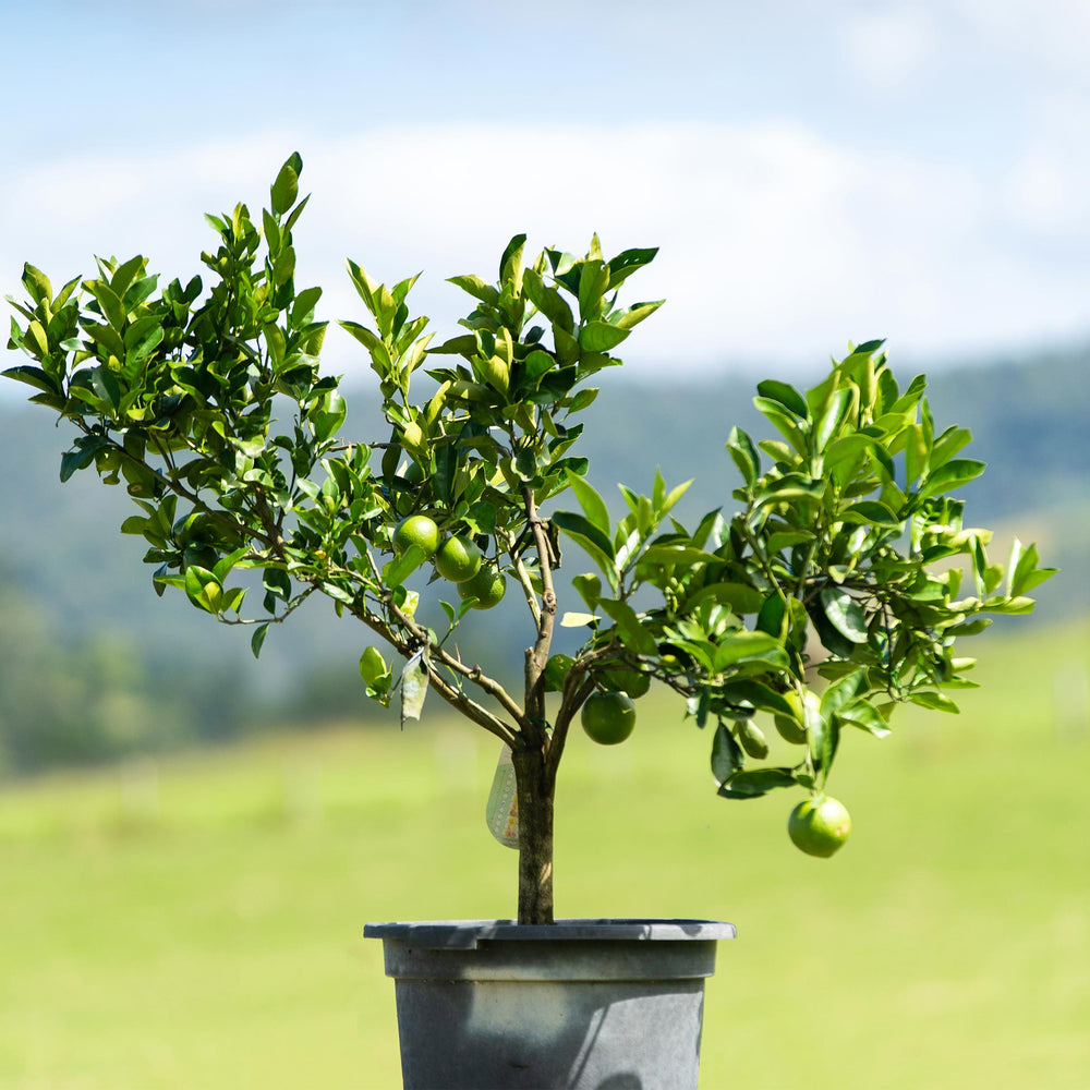 Citrus Fruit Salad Trees