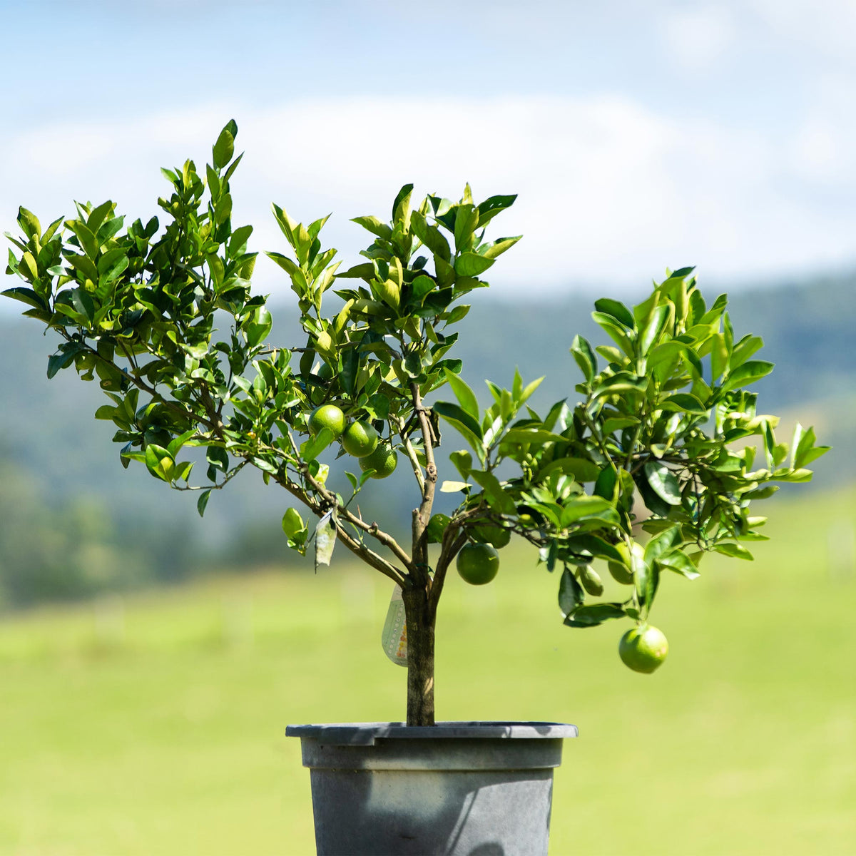 Citrus Fruit Salad Trees