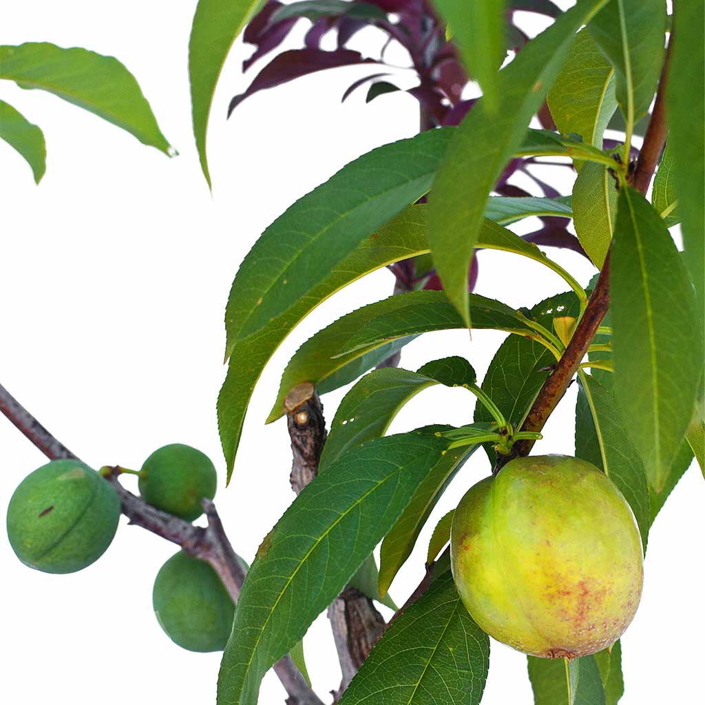 Peach + Plum - Fruit Salad Trees