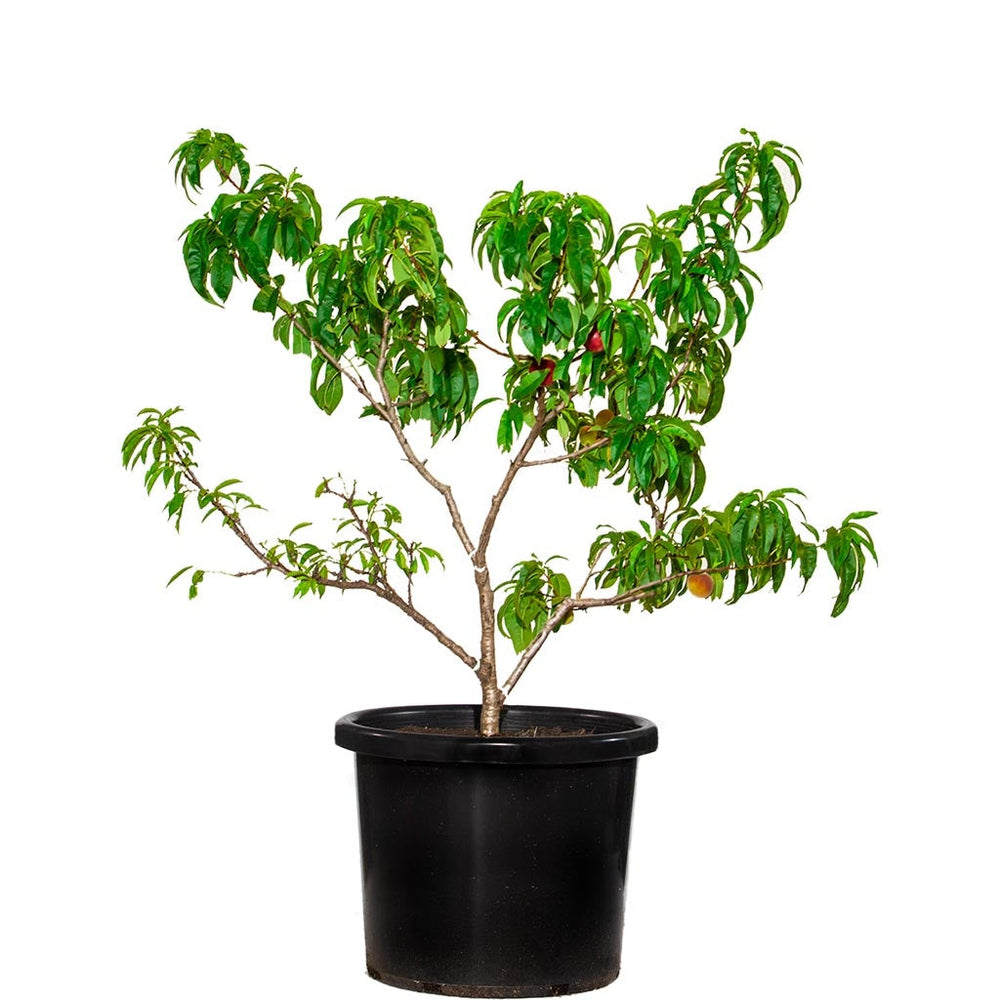 Stone Fruit Salad Trees | Australia wide delivery | Peach, Plum ...